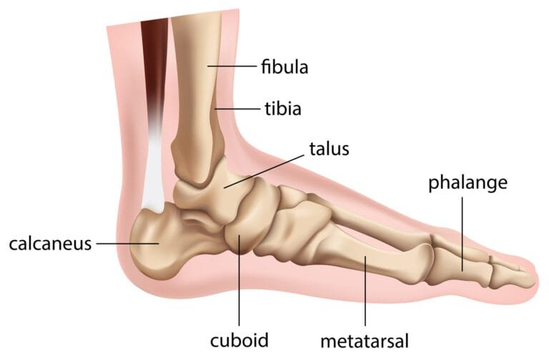 Ankle Anatomy Explained - Triangle Physiotherapy